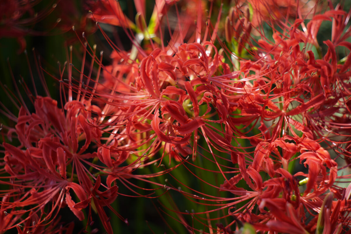 Daron 50mm f2.9 (L) Witness用 + ライカ M10 – 試写館 | Test Shoot Gallary