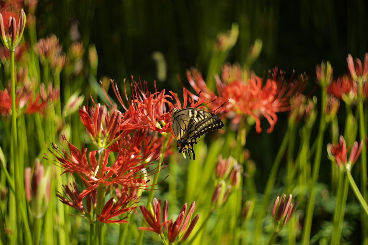 Daron 50mm f2.9 (L) Witness用 + ライカ M10 – 試写館 | Test Shoot Gallary