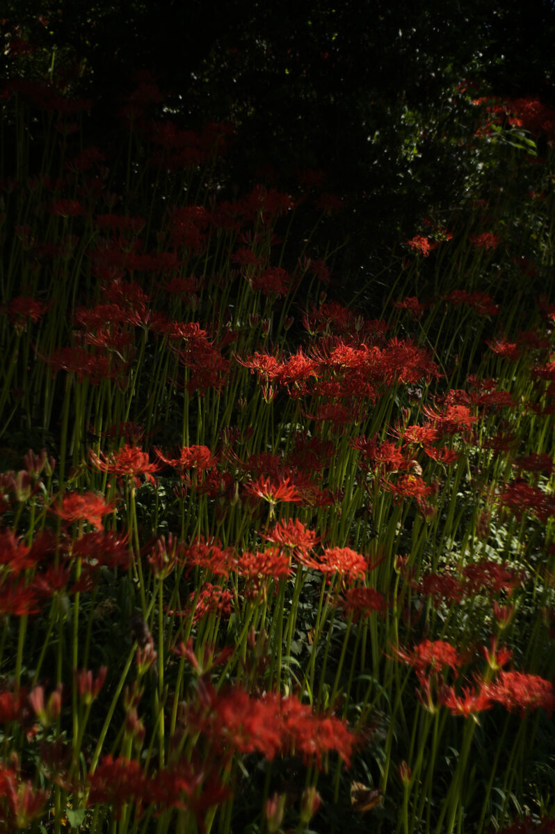 Daron 50mm f2.9 (L) Witness用 + ライカ M10 – 試写館 | Test Shoot Gallary