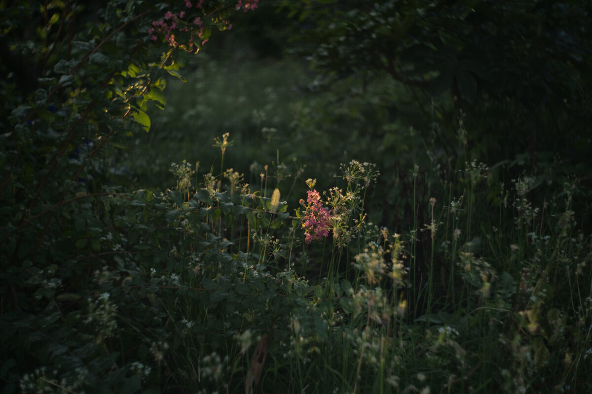 Daron 50mm f2.9 (L) Witness用 + ライカ M10 – 試写館 | Test Shoot Gallary