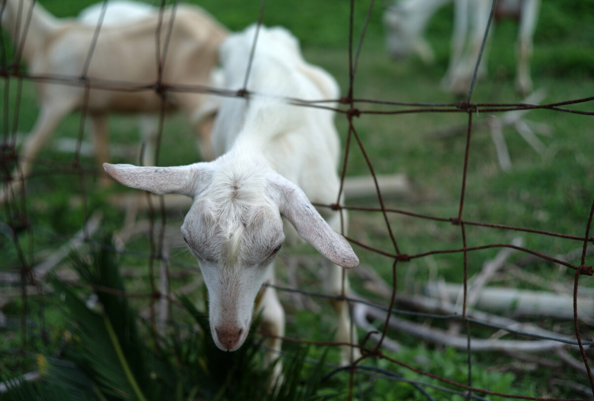 Summicron 50mm f2 ズミクロン 1st 固定鏡胴後期 ＋ M9 / M240 – 試写館 | Test Shoot Gallary