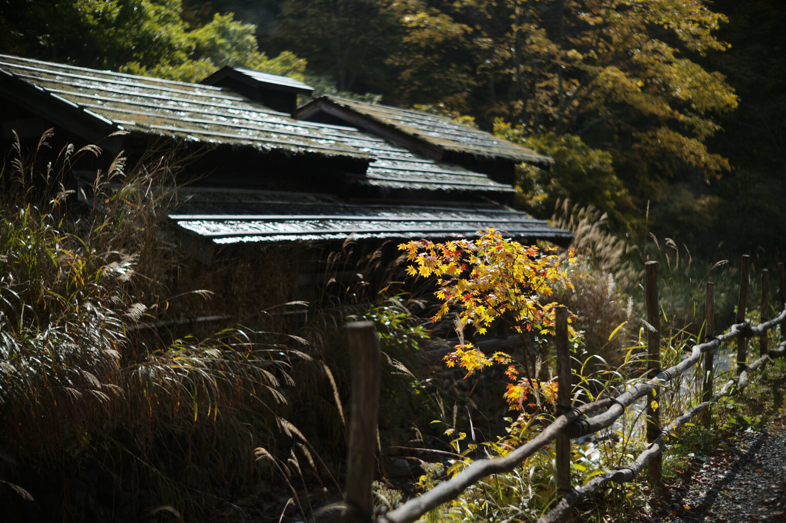 Noctilux 50mm f1.2 初代ノクティルクス 225万台 + Leica M10-P＆M9 – 試写館 | Test Shoot ...