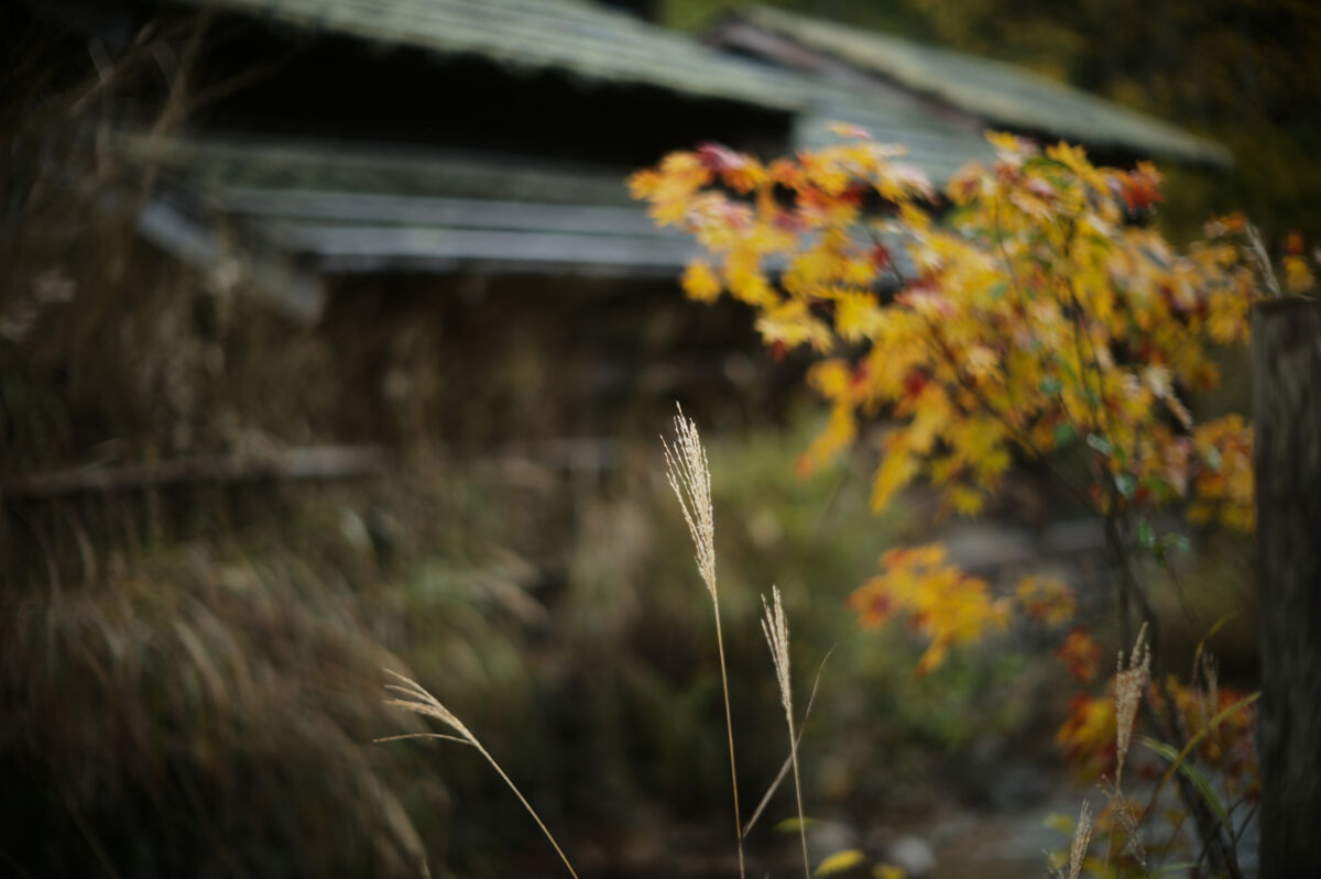 Noctilux 50mm f1.2 初代ノクティルクス 225万台 + Leica M10-P＆M9 – 試写館 | Test Shoot ...