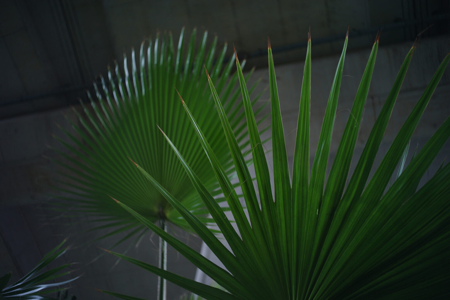 Rodenstock Heligon 35mm f2.8 (L) + Leica M9 – 試写館 | Test Shoot Gallary