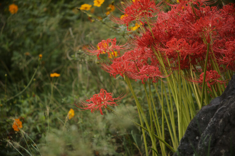 SOM Berthiot Tele-Objectif 145mm f4.5 (L) ノンコート + Leica M10-P – 試写館 ...