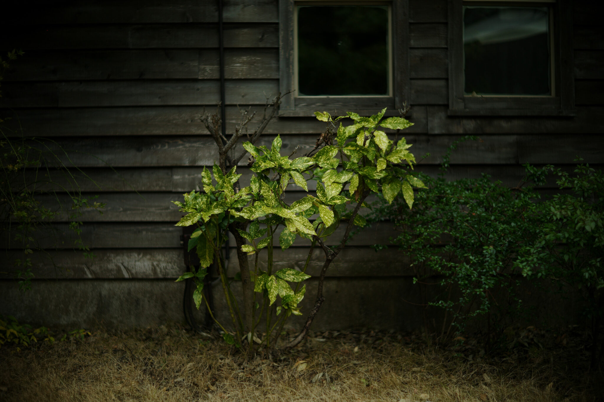 初代 Noctilux 50mm f1.2 (M) + Leica M9 – 試写館 | Test Shoot Gallary
