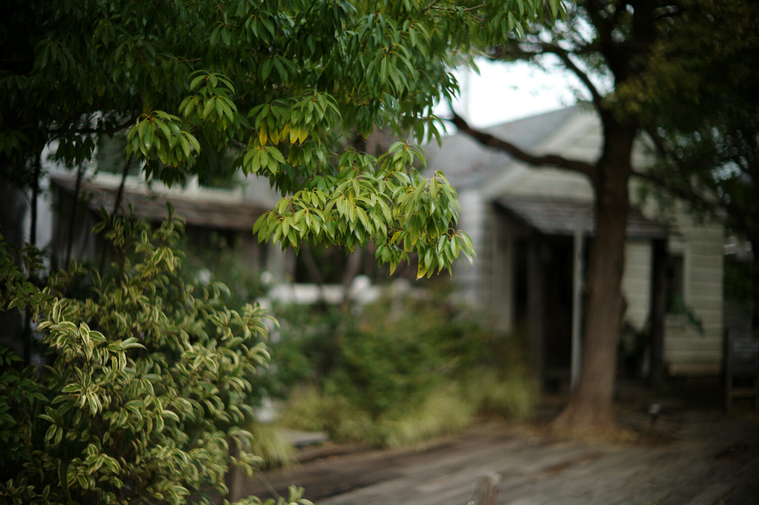 初代 Noctilux 50mm f1.2 (M) + Leica M9 – 試写館 | Test Shoot Gallary