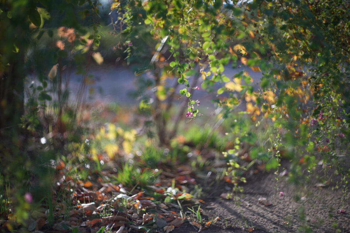 Biotar 75mm f1.5 (M42) 戦後 Tコーティング + Sony a7C II – 試写館 | Test Shoot Gallary